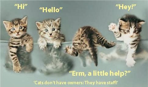 Cats Rule: A Day in My Life (The Cat's Version)