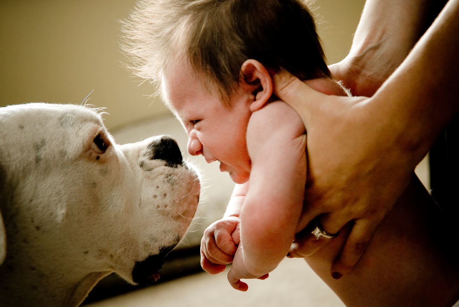 What Causes a Smelly Pet? - Bregman Vet Group