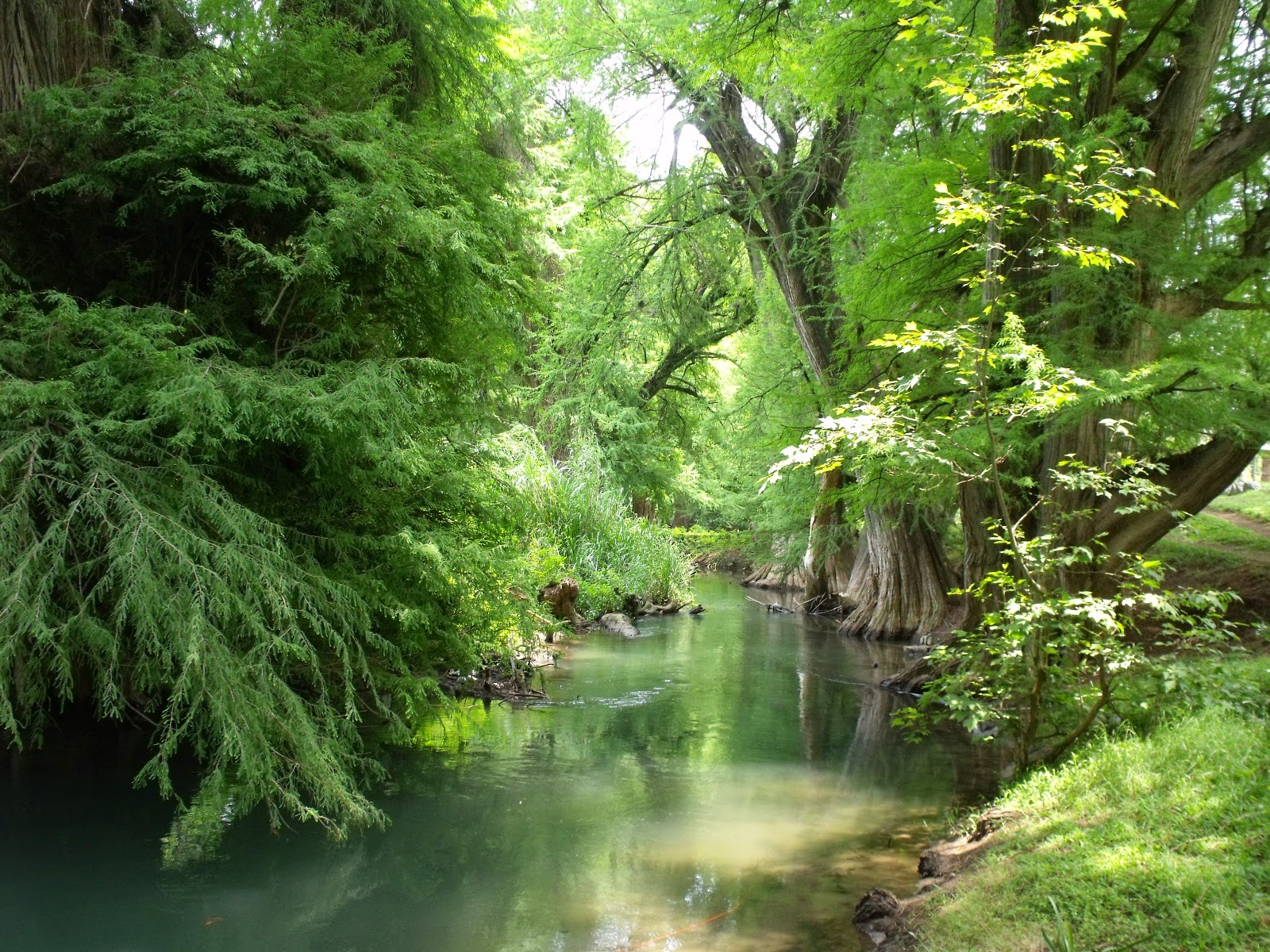 PASEO DE LOS AHUEHUETES O BOSQUE GALERÍA.... | Las Altas Montañas ...