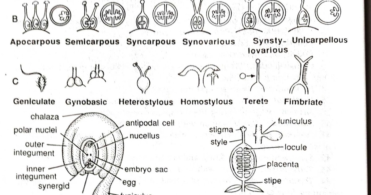 Stigma types (Practical)
