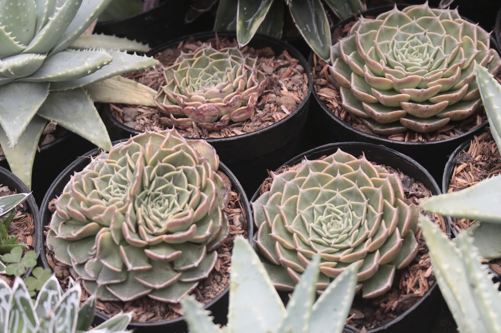 Jenis Sukulen #4 | Succulentpedia