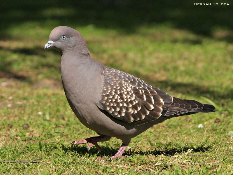 Aves de Argentina: Paloma manchada (Patagioenas maculosa)