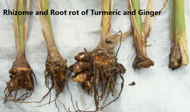 Disease of Turmeric, Ginger and onion, Rhizome and Root rot of Turmeric ...