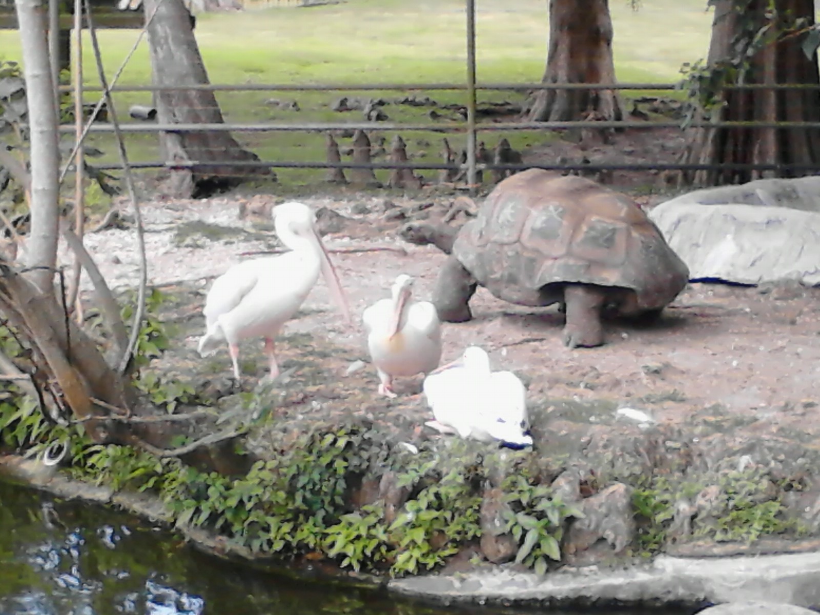 Dana's Big Easy adventure, 2012: A zoo day ;-)