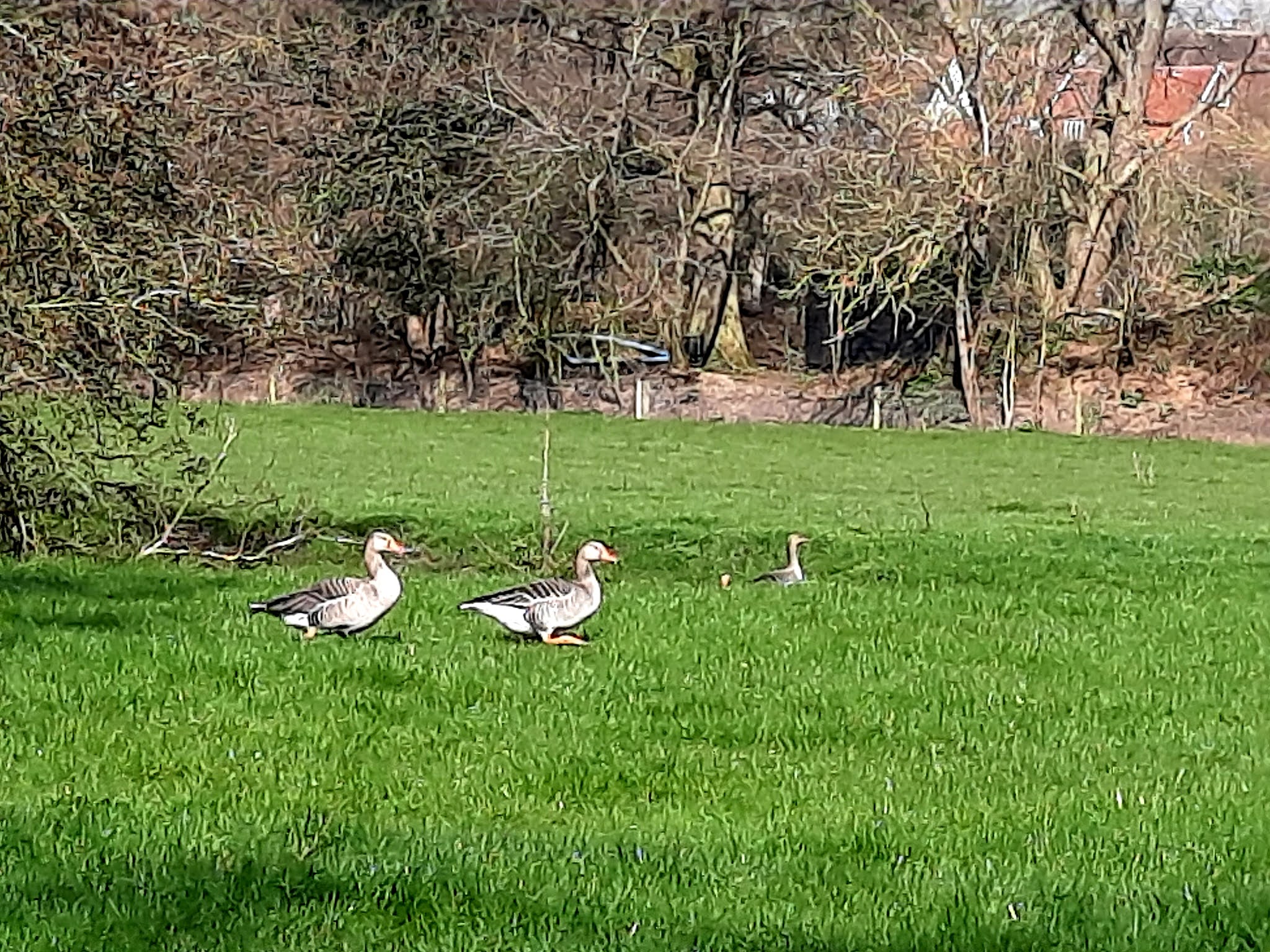 My Adventures 3: Colne Valley Walk Essex 22nd March 2021