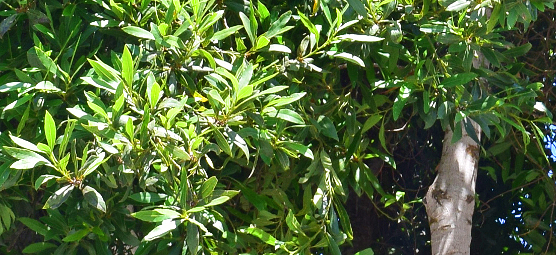 Friends of the Carmel Forest Tree Tour with Dr. Matt Ritter - June 2018