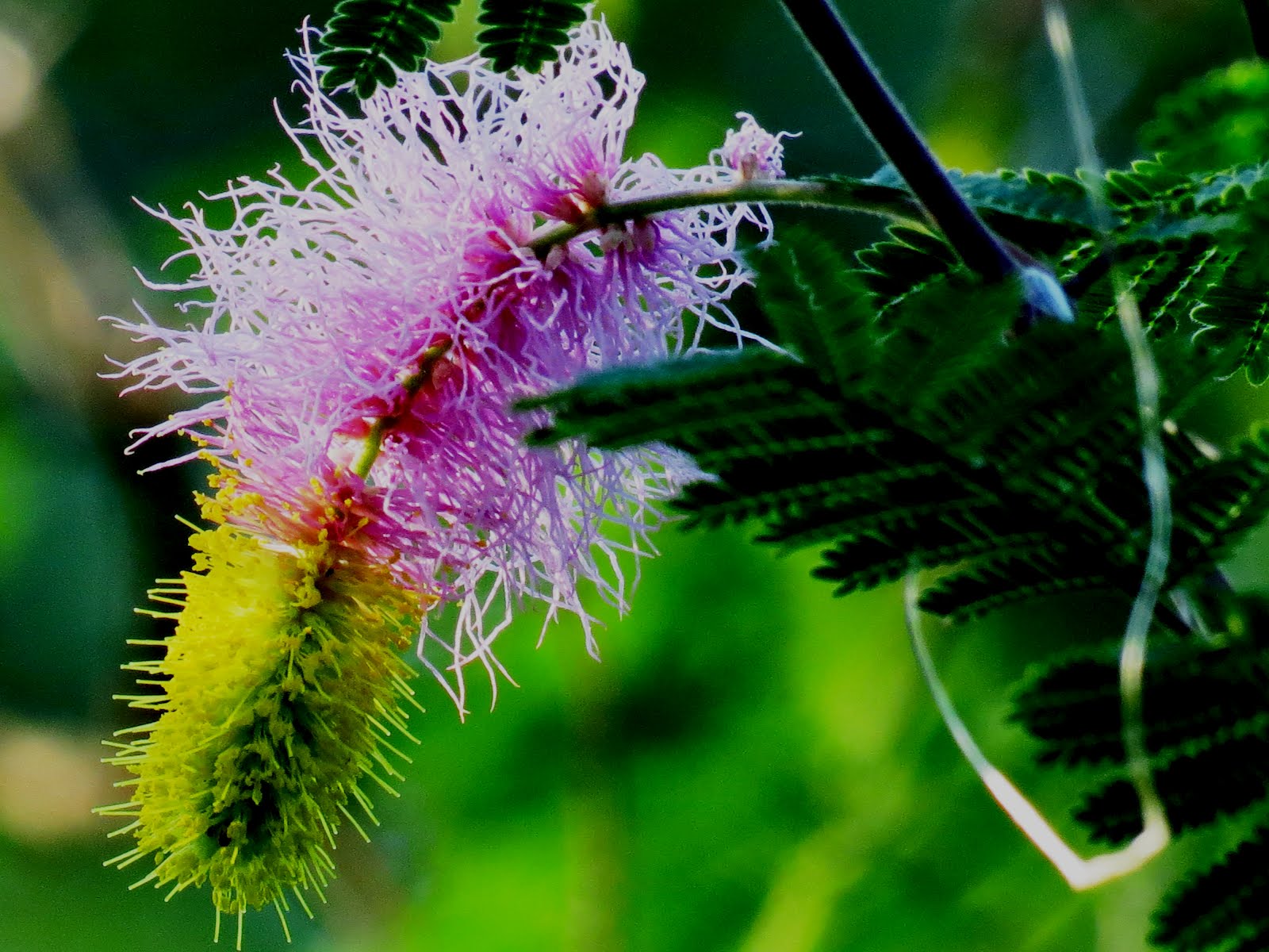 Indian trees: Sickle Bush - Dichrostachys cinerea