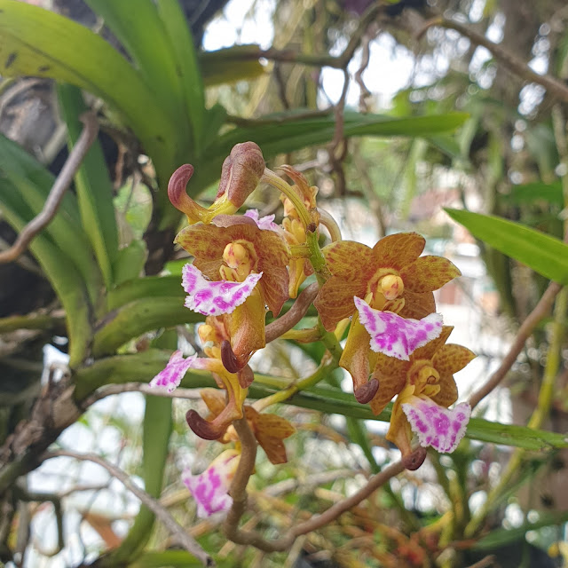 Aerides flabellata