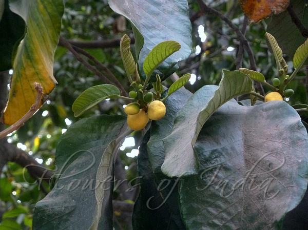 Silviculture of Trees Artocarpus Lakoocha (Badahar)