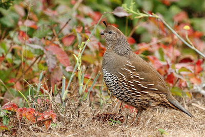 Birds: California Quail