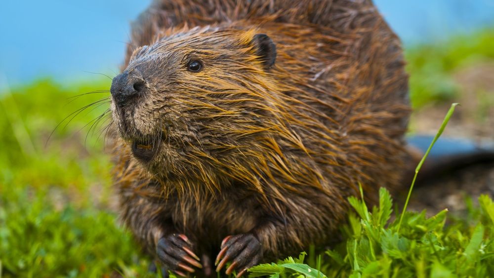 Giant beavers lived in the USA