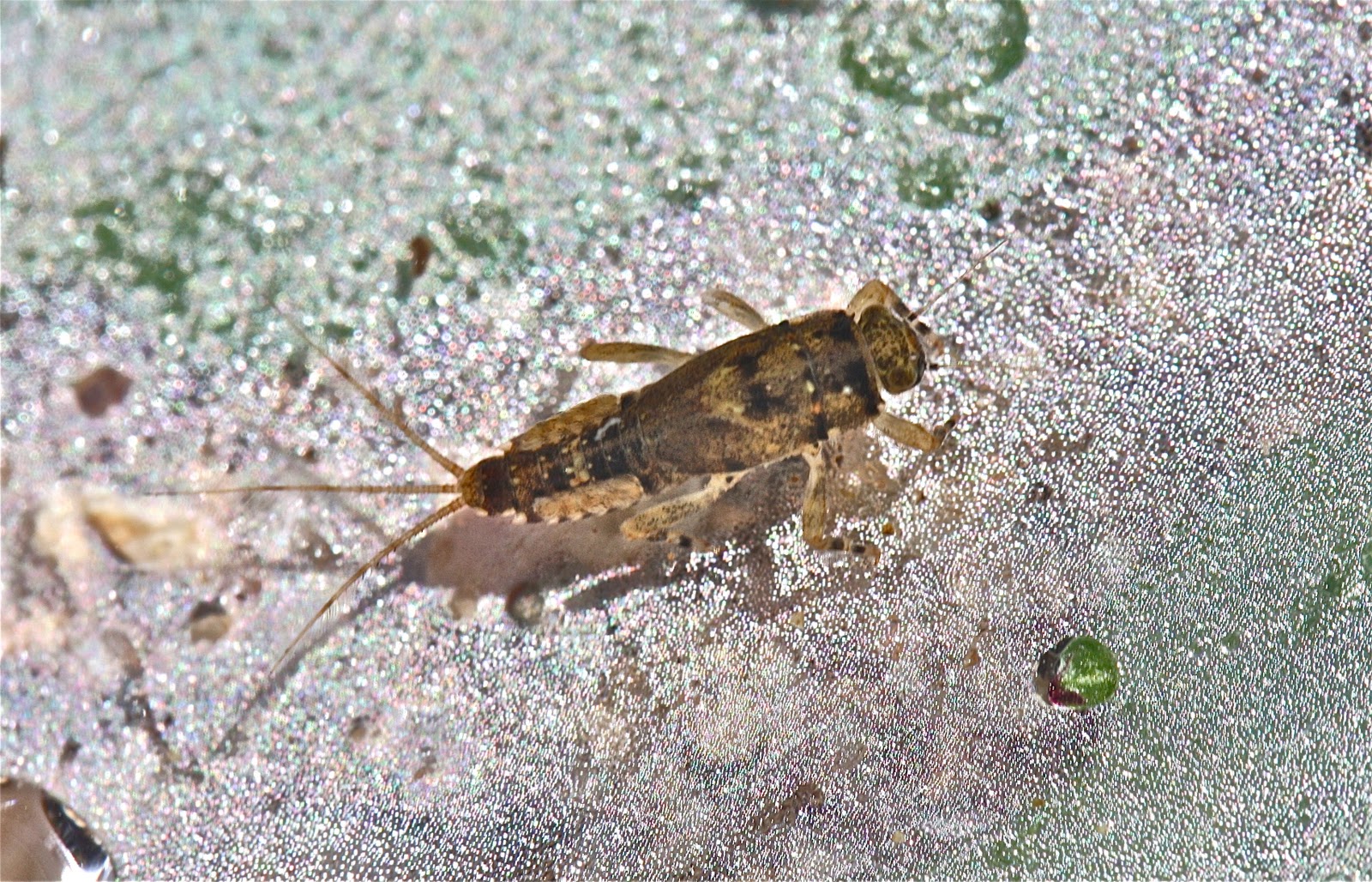 Aquatic Insects of Central Virginia: Spiny Crawlers (Ephemerellidae): A ...