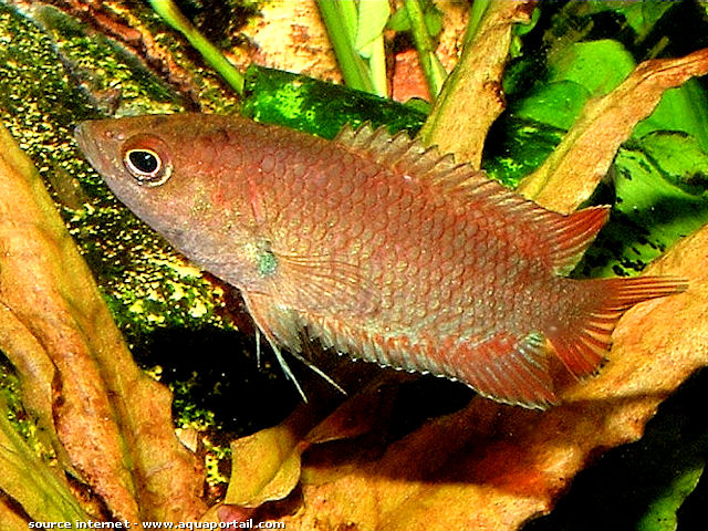 Popular Freshwater Aquarium Fish