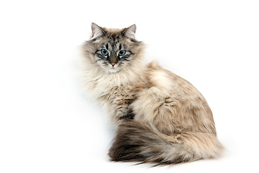 Les chats: Le Sibérien