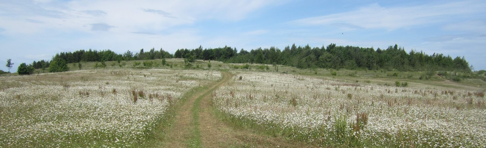Walking The Peak: Edlington Pit Wood