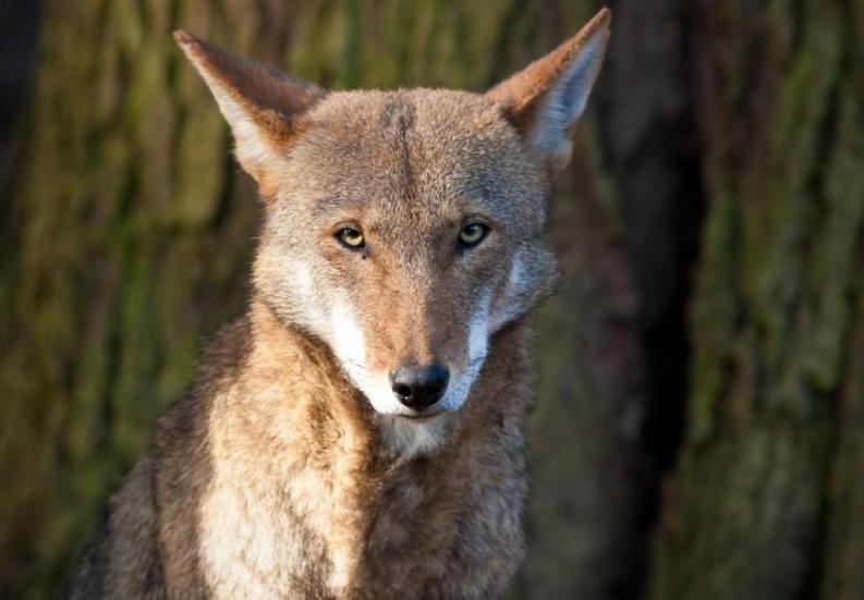ANIMALES EN PELIGRO DE EXTINCIÓN.: LOBO ROJO.
