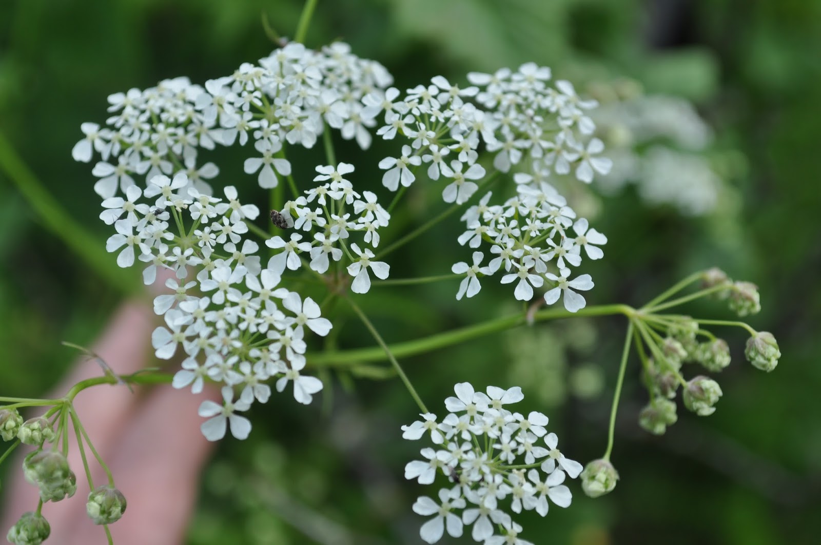 Planter i bestemors hage: Ugress