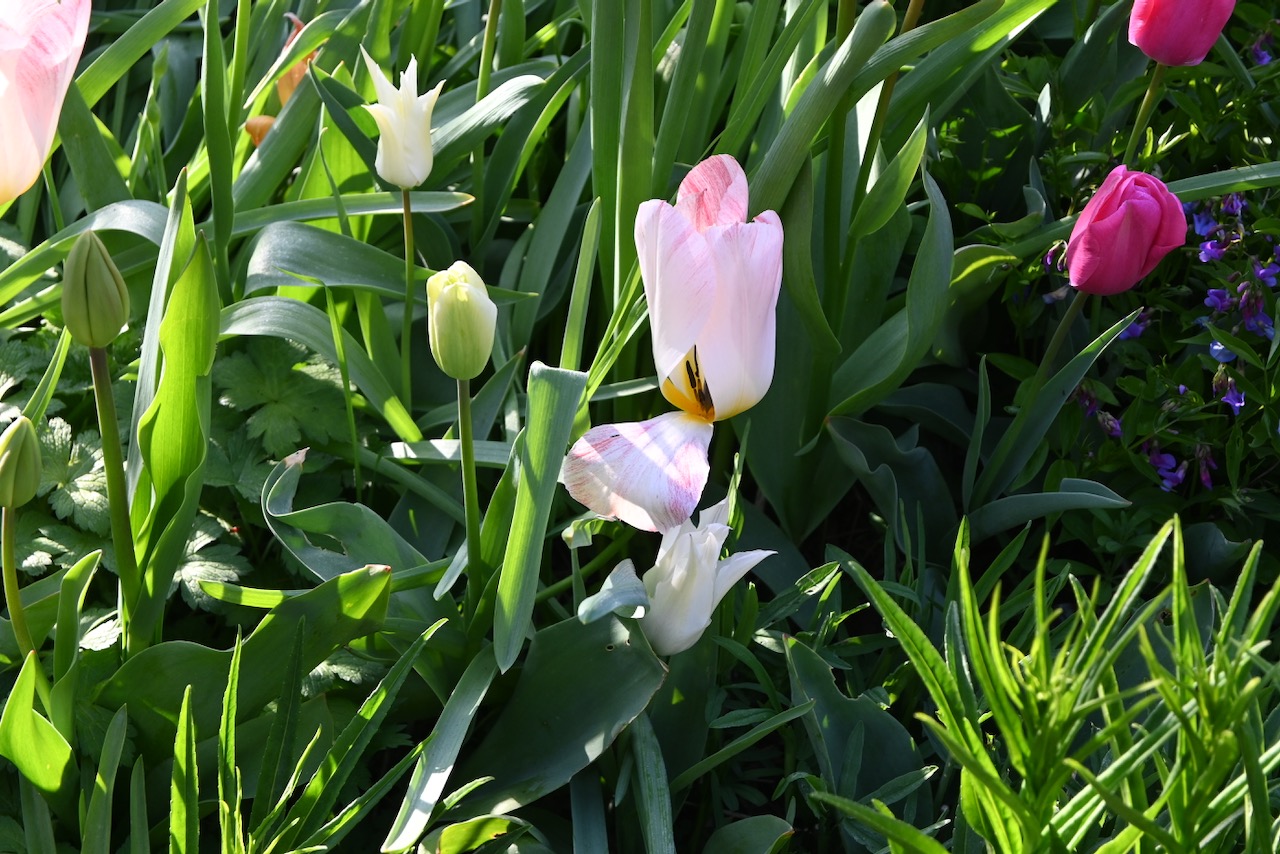 Wat doe je met uitgebloeide tulpen.