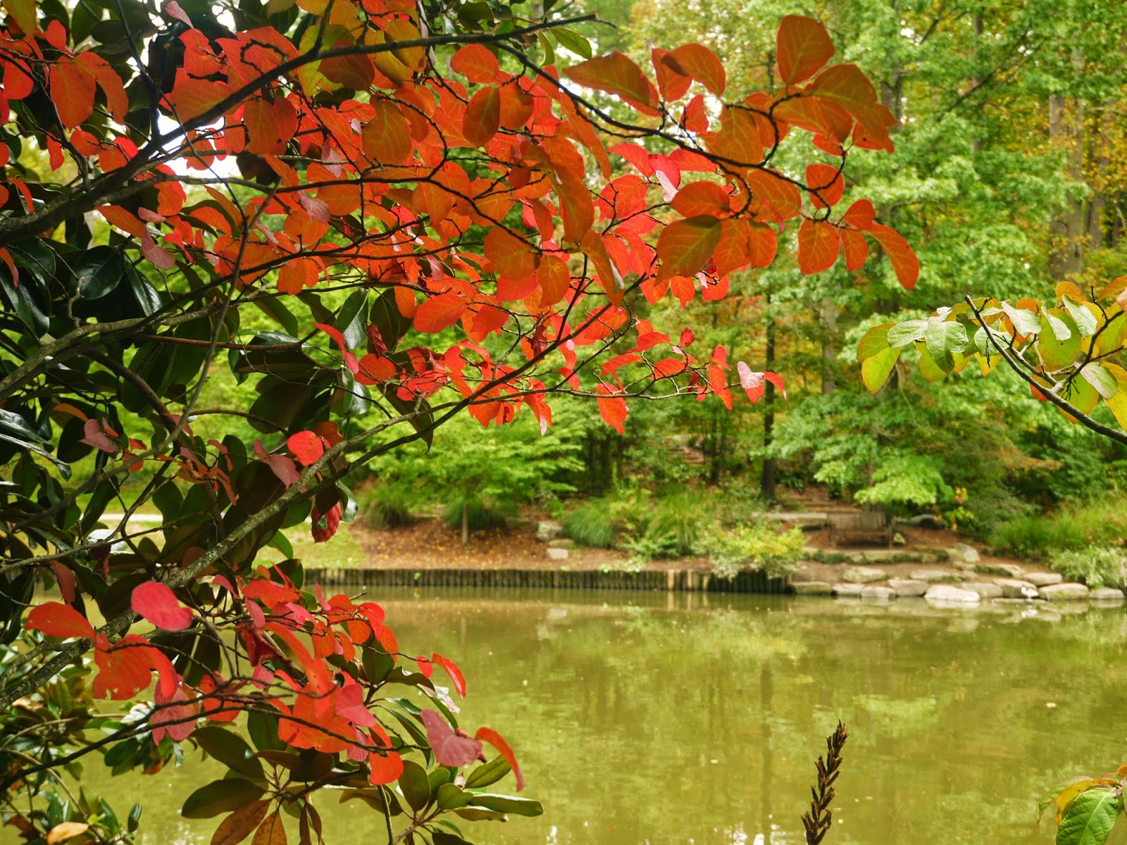 gardens@duke: Fall Foliage and Flowers