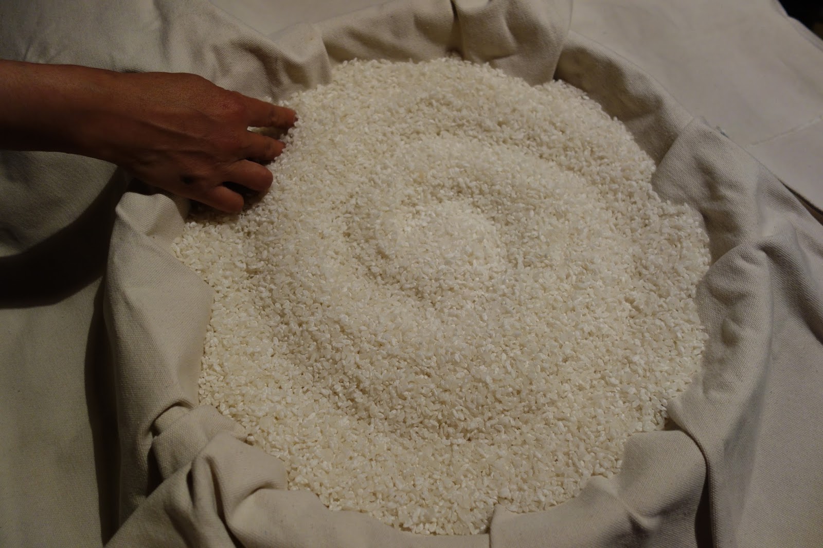the art of fermentation: learning how to make koji, for brewing sake