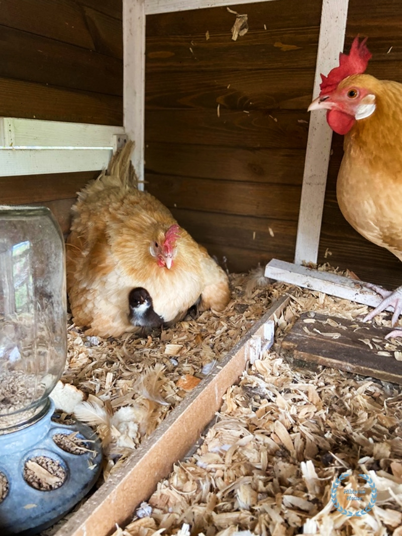 Hibiscus House: The Last Chick Has Hatched!