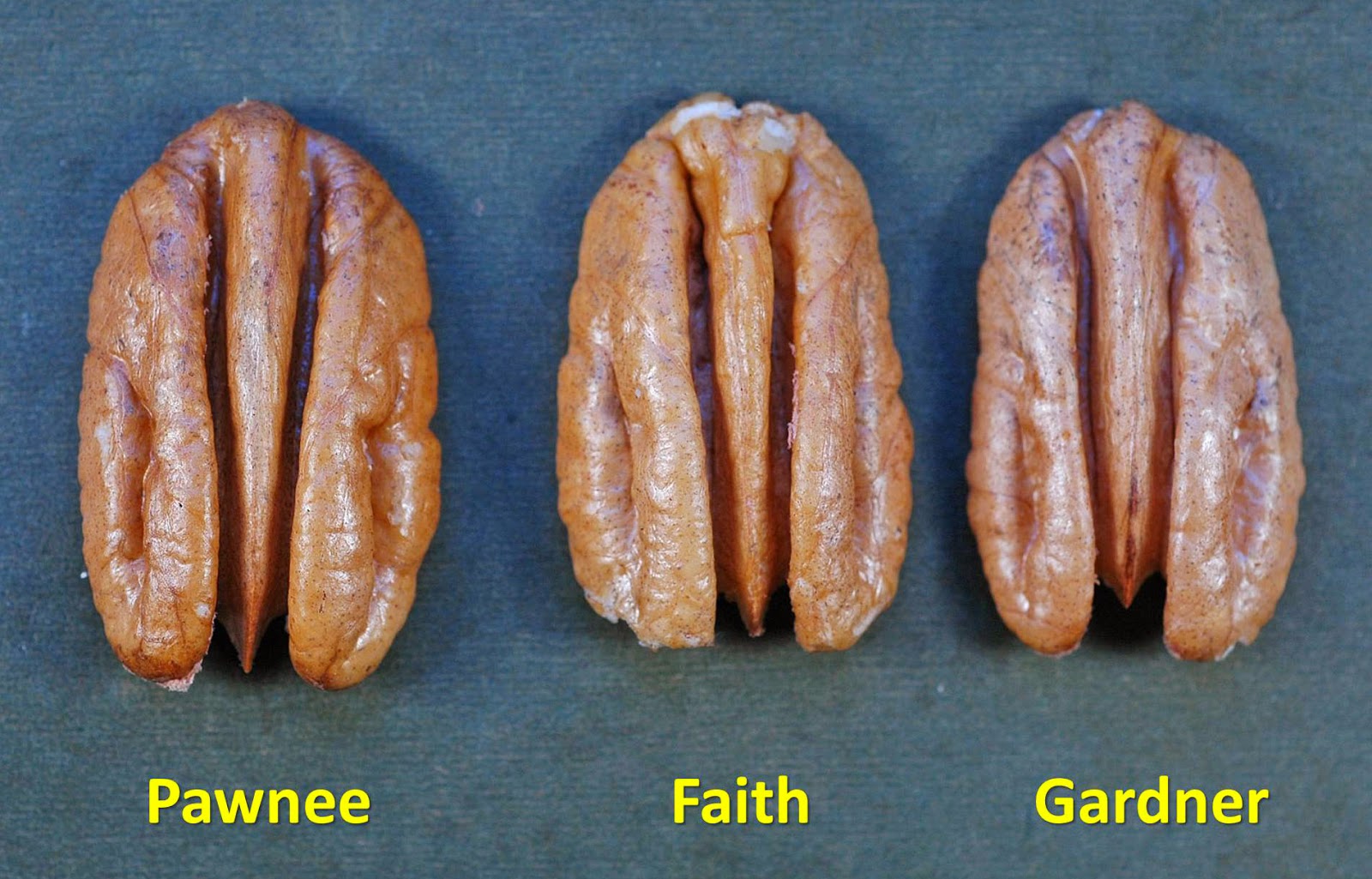 Northern Pecans: Similar but different: Pawnee, Faith, and Gardner