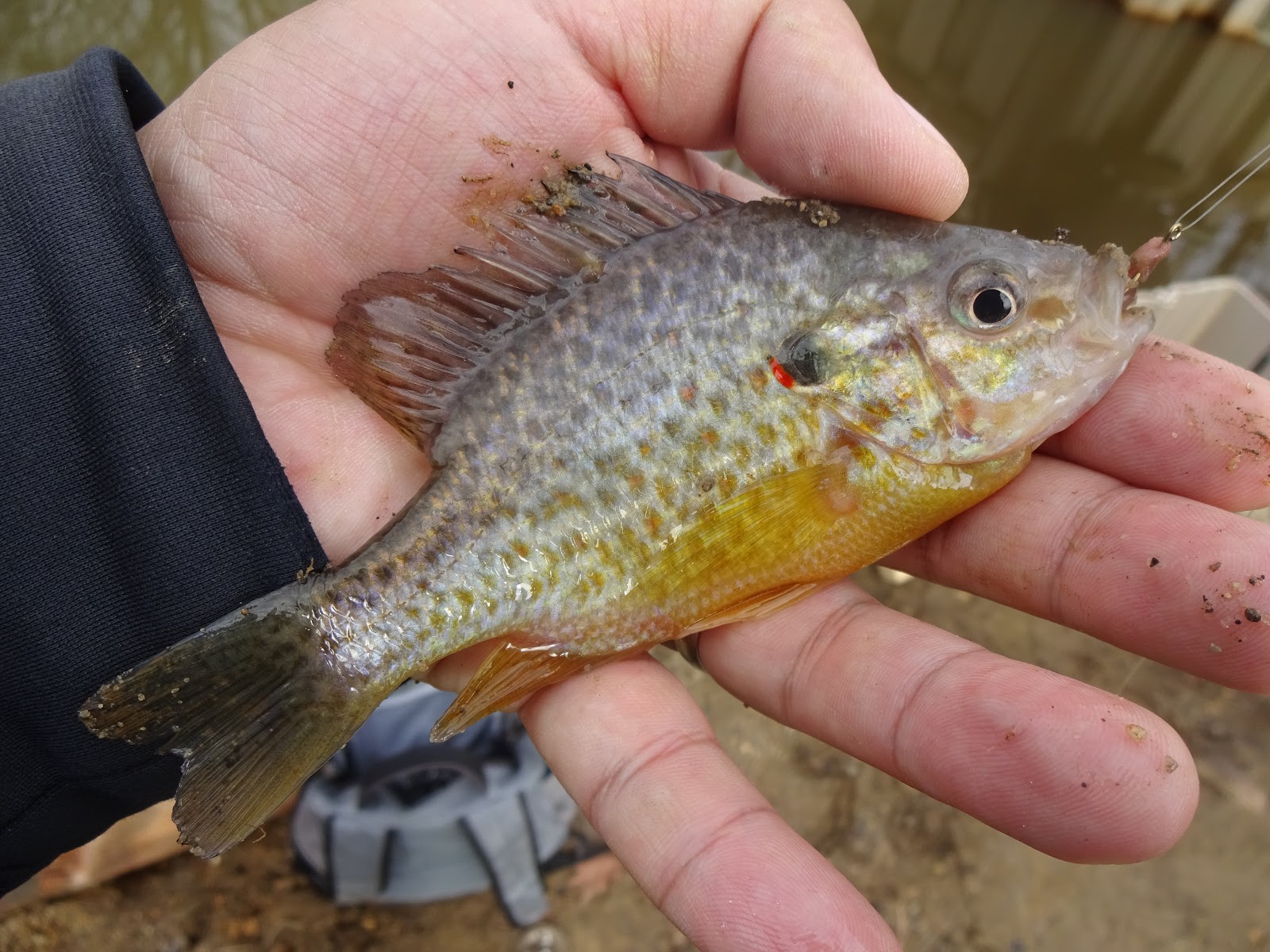 Extreme Philly Fishing: Winter Multi-Species Fishing at the Upper ...