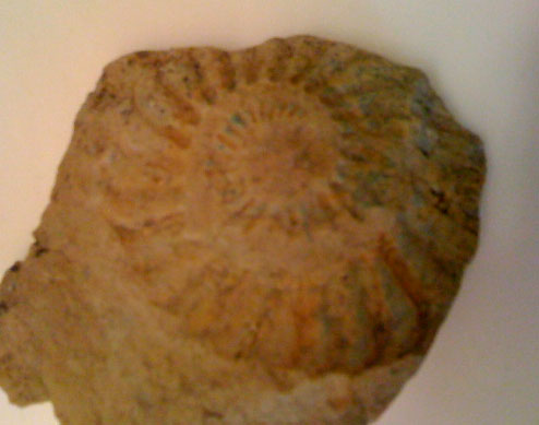Louisville Fossils and Beyond: Coiled Nautiloid Fossil Imprint
