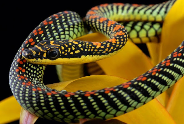 Flying Snake | The Life of Animals