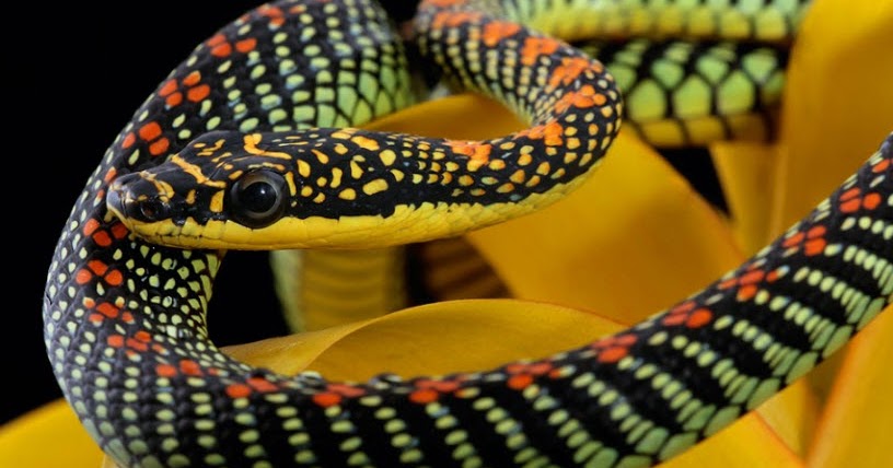 Flying Snake | The Life of Animals