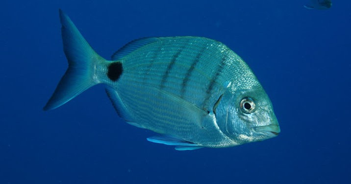 Il SARAGO : Le specie Presenti nel Mediterraneo