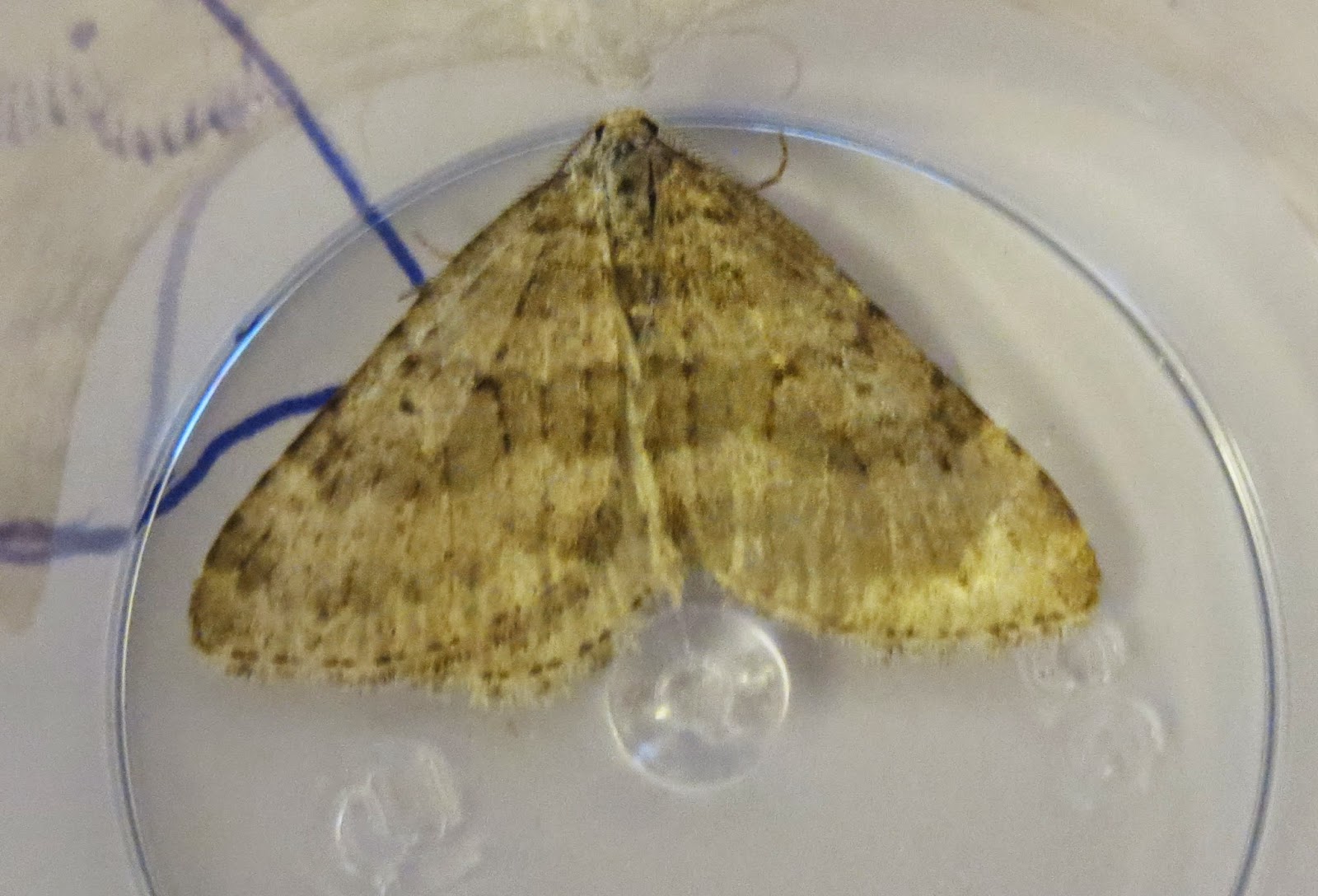 Much Ado About Mothing: Gallery - moths - Geometridae