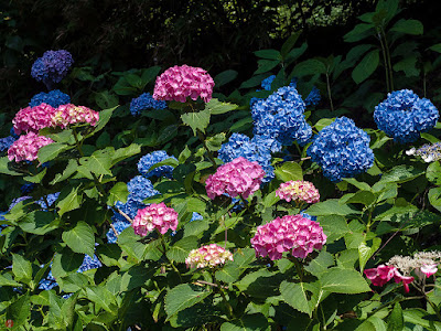 FROM THE GARDEN OF ZEN: Ajisai (Hydrangea) flowers: Kencho-ji