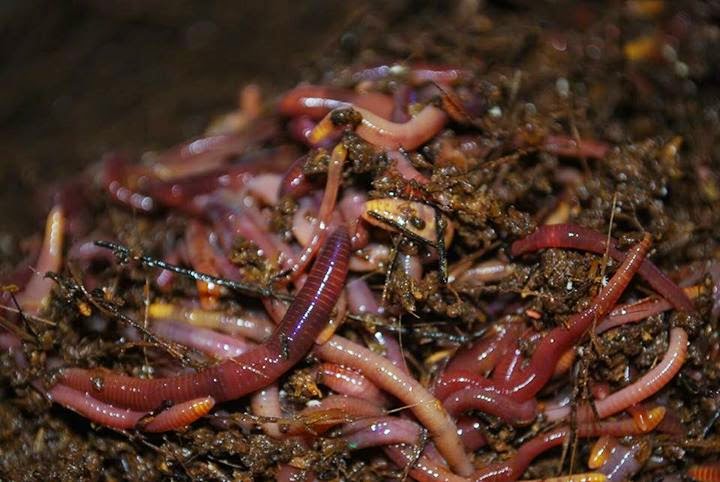 JENIS-JENIS CACING, MANFAAT, BUDIDAYA. bag. 2 >>> Cacing Tanah Merah ...