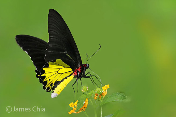 Butterflies of Singapore: Life History of the Common Birdwing