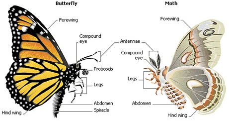 WHAT IS THE DIFFERENCE BETWEEN A MOTH AND A BUTTERFLY? |The Garden of Eaden