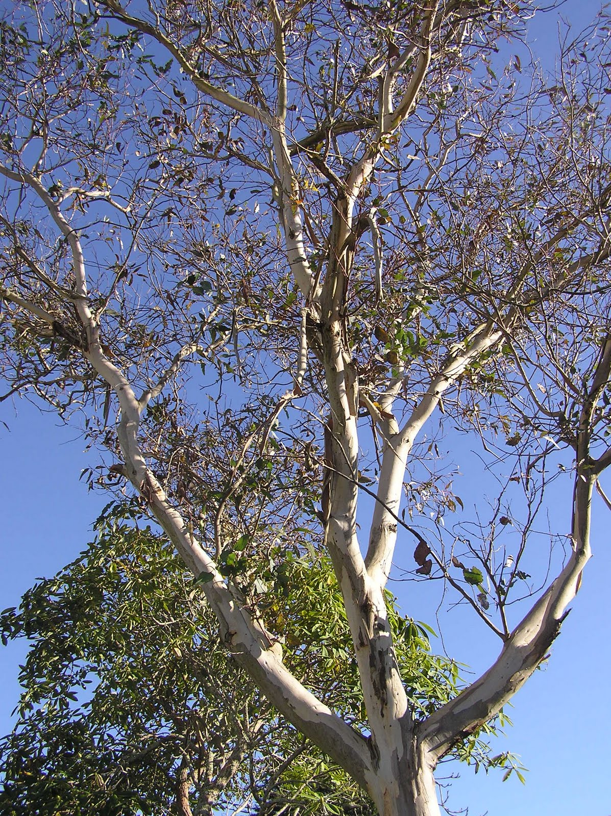 WITHIN THE FLOW POETRY: The Old Gum Tree