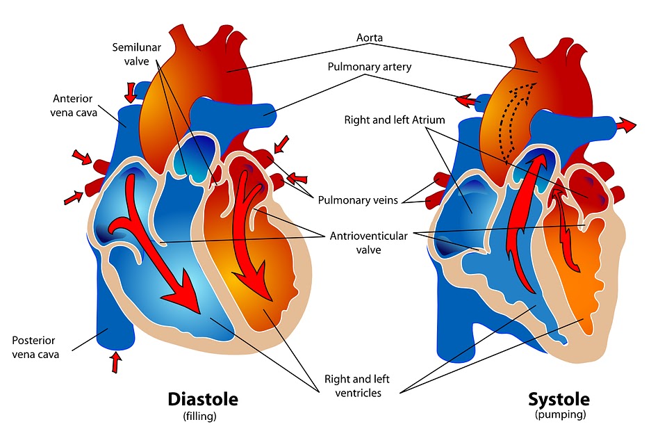 Write a note on the physiology of the cardiac muscle. Also explain the ...
