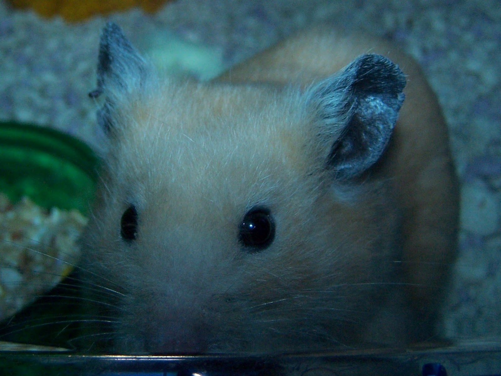 Creaturecation: Hamsters