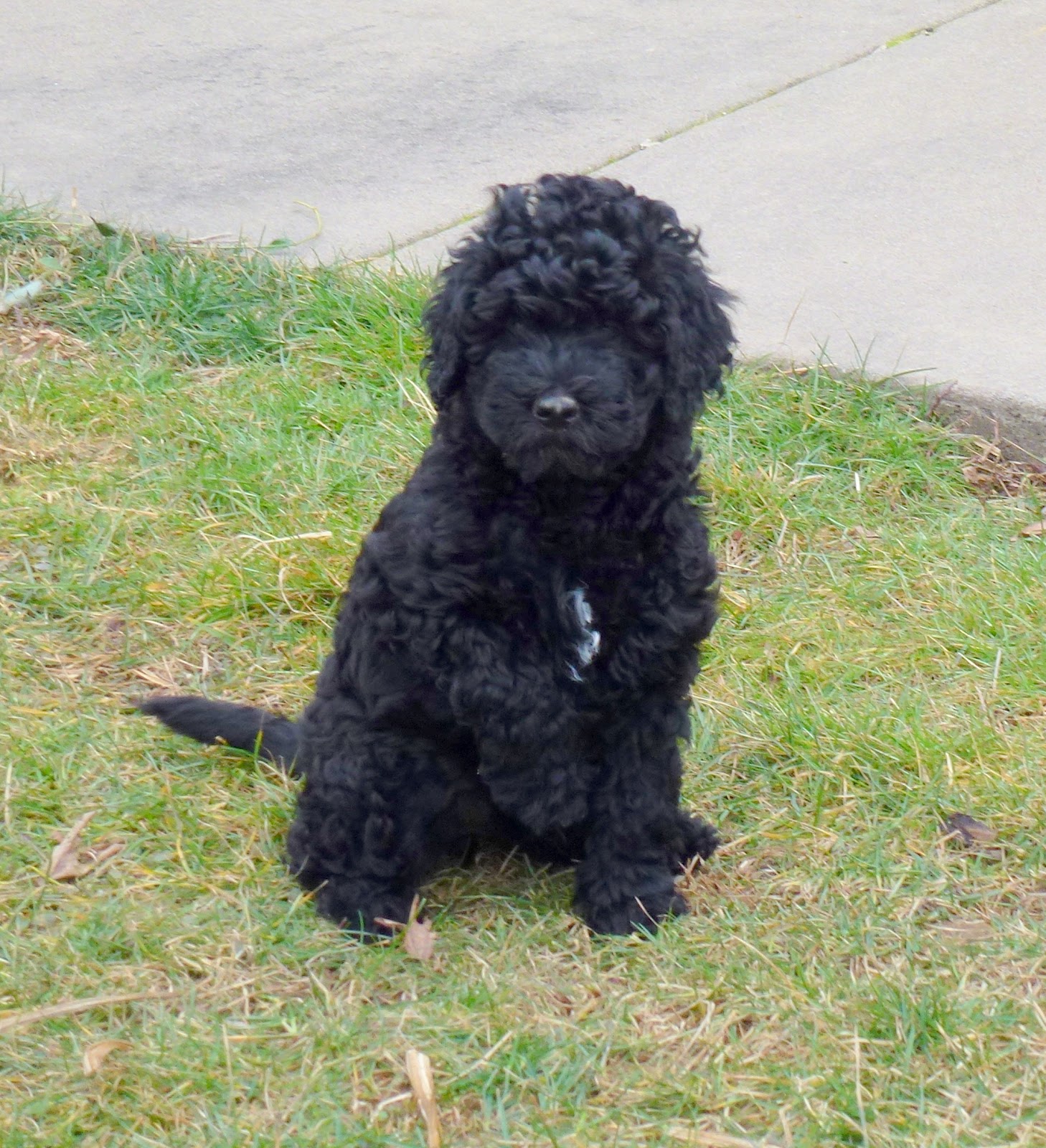 Hickory Tavern Farm Barbet: Puppies