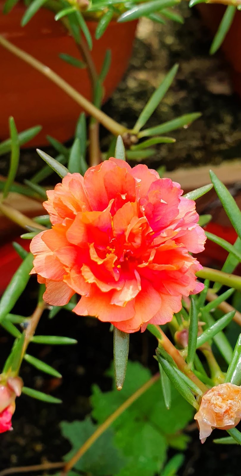 Warisan Petani: Tanam Bunga Rose Jepun