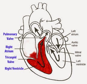 Cardiovascular System