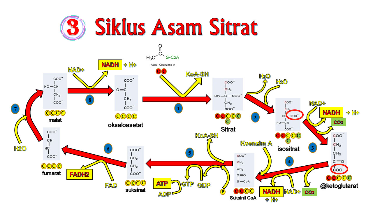 BIOLOGI ASYIK: DEKARBOKSILASI OKSIDATIF DAN SIKLUS KREBS