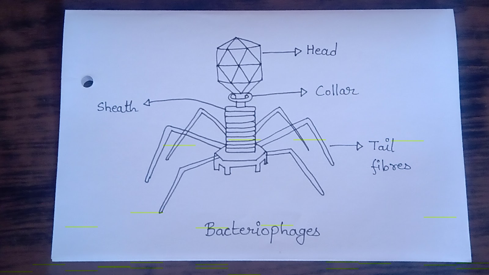 Dear Study: Bacteriophage Diagram Images | Pencil Diagram Of ...