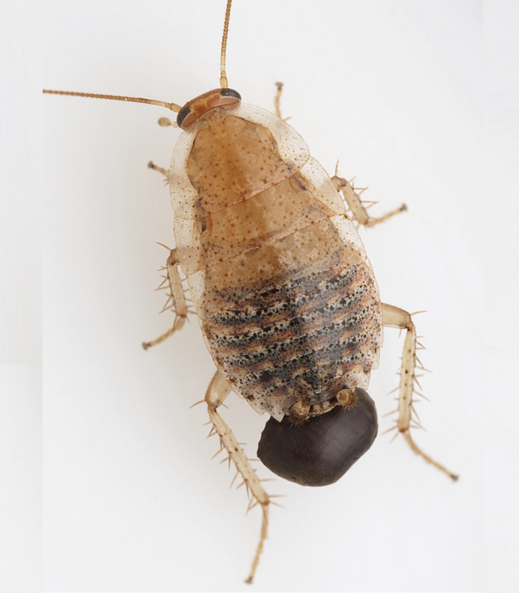 Species New to Science: [Entomology • 2019] Revision of the Genus ...