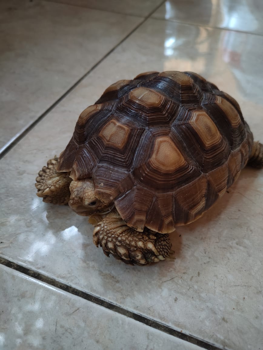 Kura-Kura Sulcata: Story of Lola Baby Sulcata | Grandysofia | Blog ...
