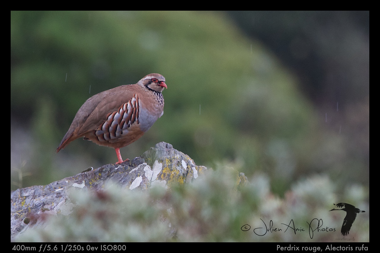 PLUMAGES...: La perdrix rouge