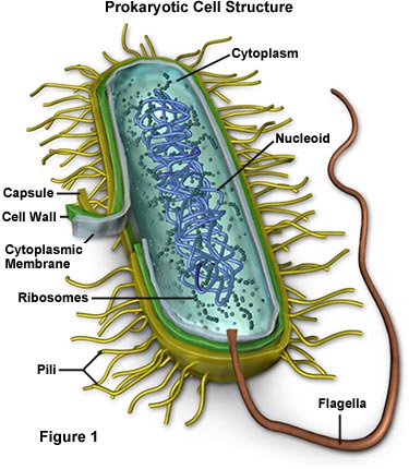molecular biology: prokaryotic cell