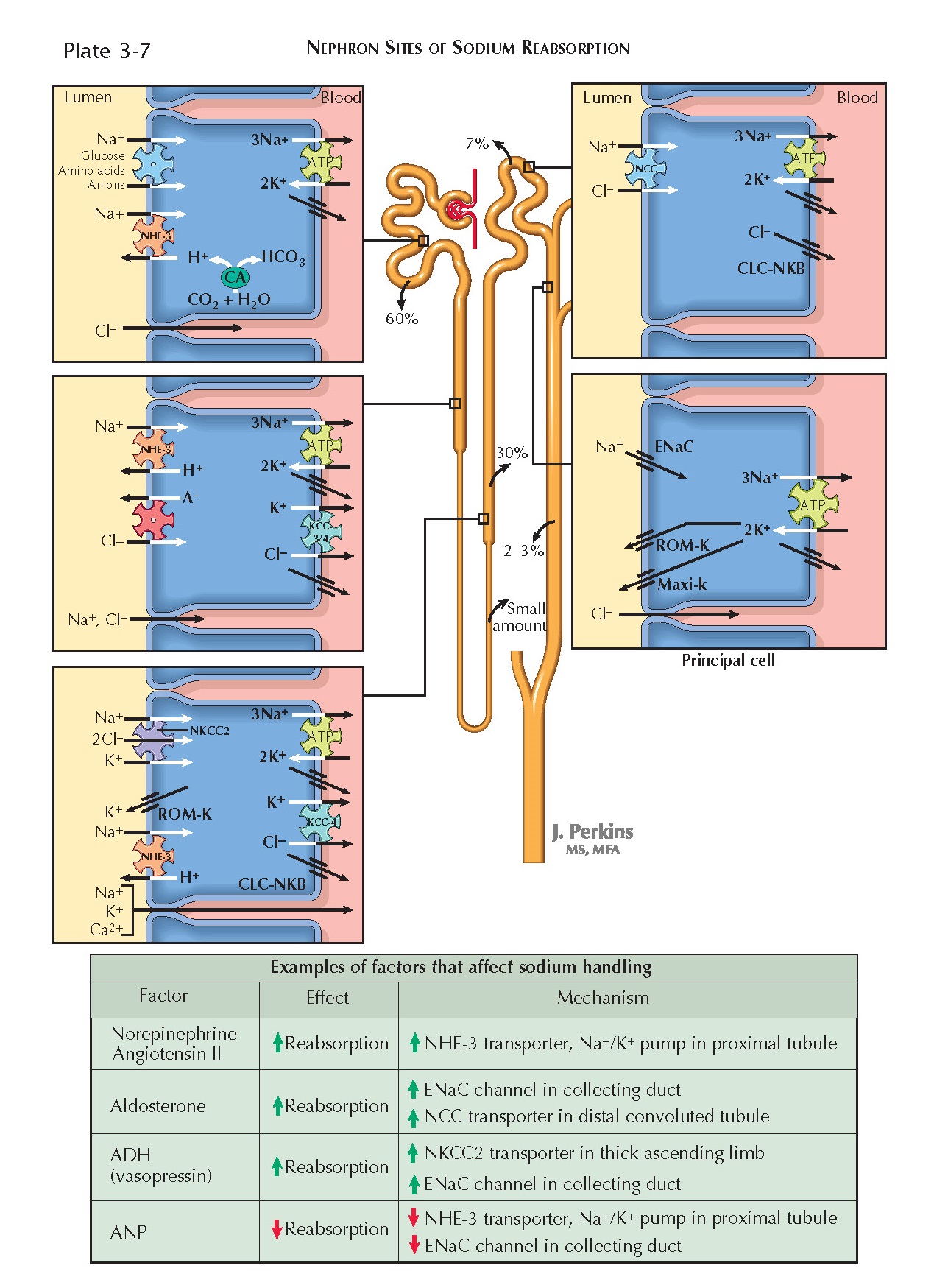 RENAL HANDLING OF SODIUM AND CHLORIDE - pediagenosis