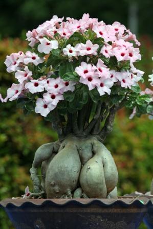 Adenium sp | Pustaka Flora | Database Tanaman Landscape